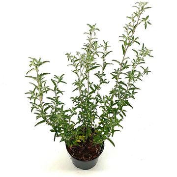 Olearia x scilloniensis — Grossiste en Plantes FlorAccess