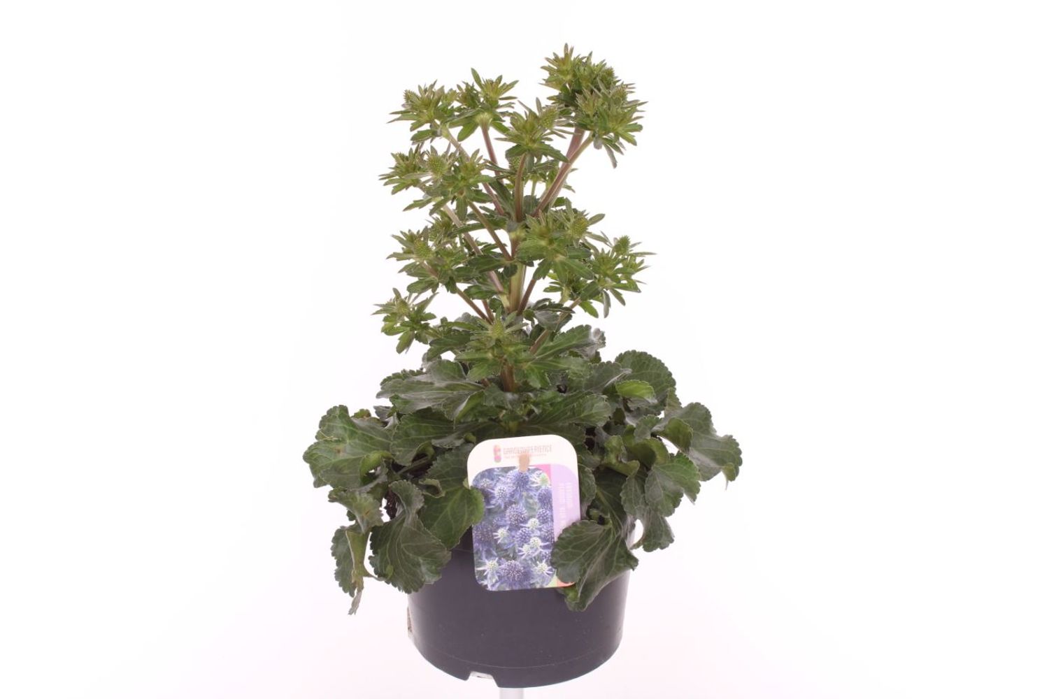 Eryngium planum 'Blue Hobbit' — Plant Wholesale FlorAccess