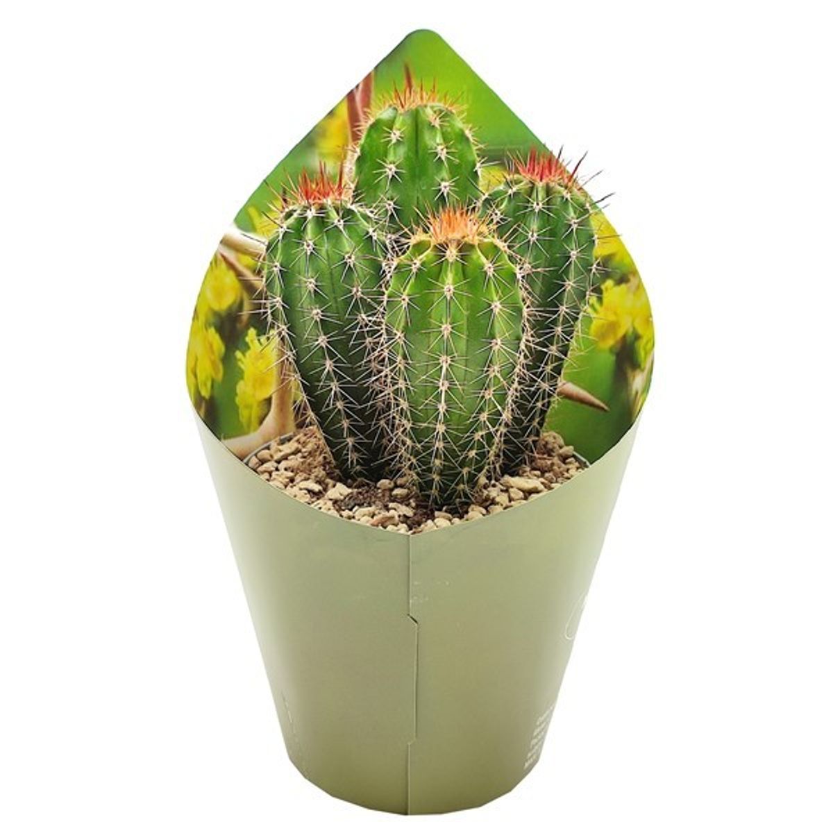 Pachycereus pecten-aboriginum — Plant Wholesale FlorAccess