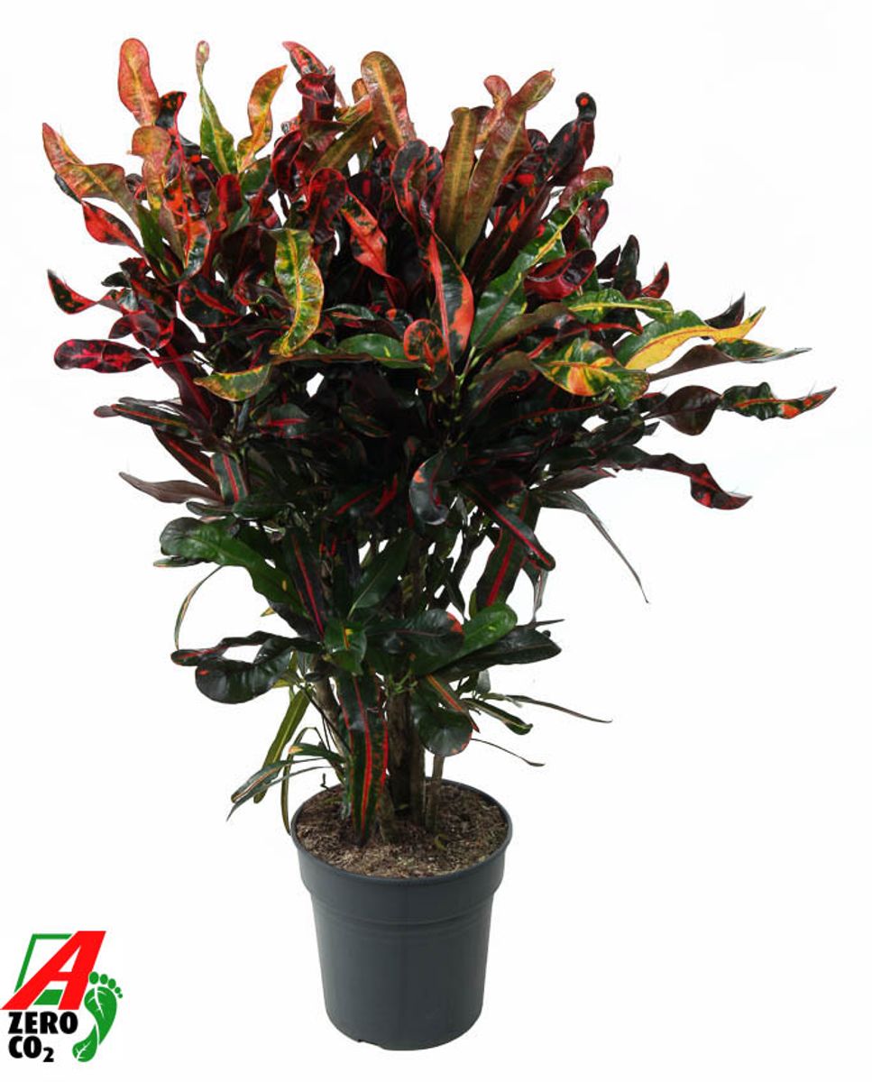 Codiaeum variegatum 'Mammi' — Plant Wholesale FlorAccess