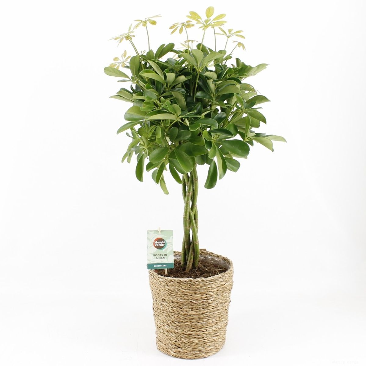 Schefflera arboricola 'Nora' — Plant Wholesale FlorAccess
