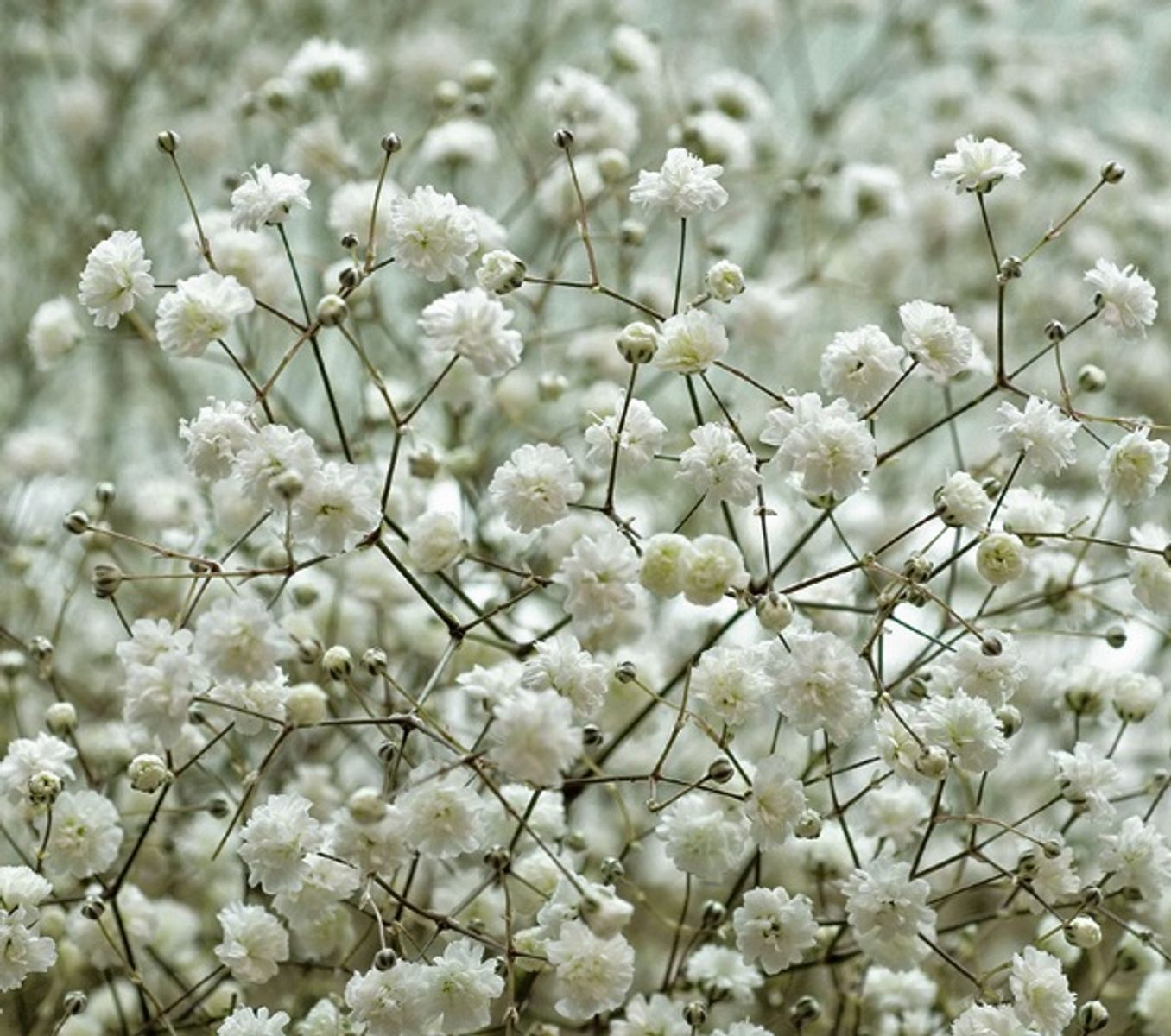 Gypsophila store