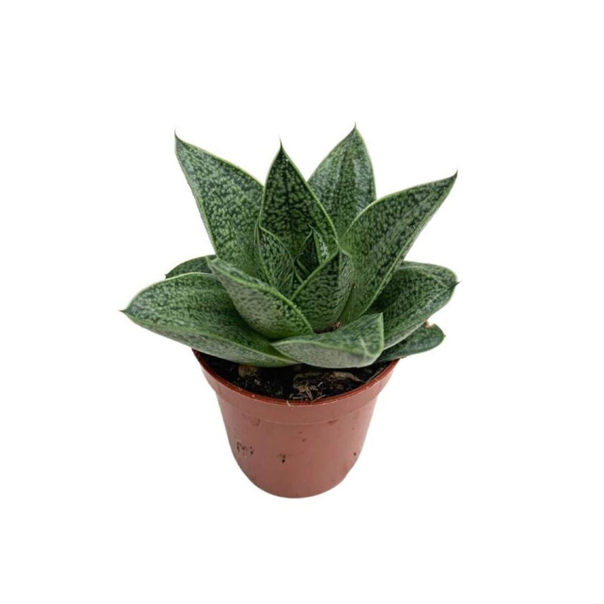 Gasteria 'D Tiga' — Plant Wholesale FlorAccess