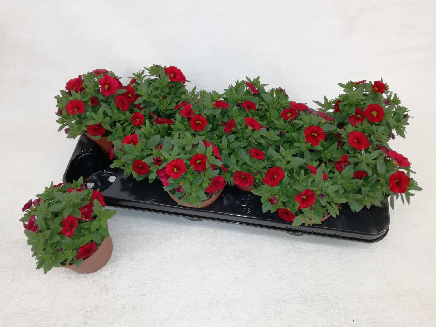 Calibrachoa MINIFAMOUS UNO RED — Plant Wholesale FlorAccess