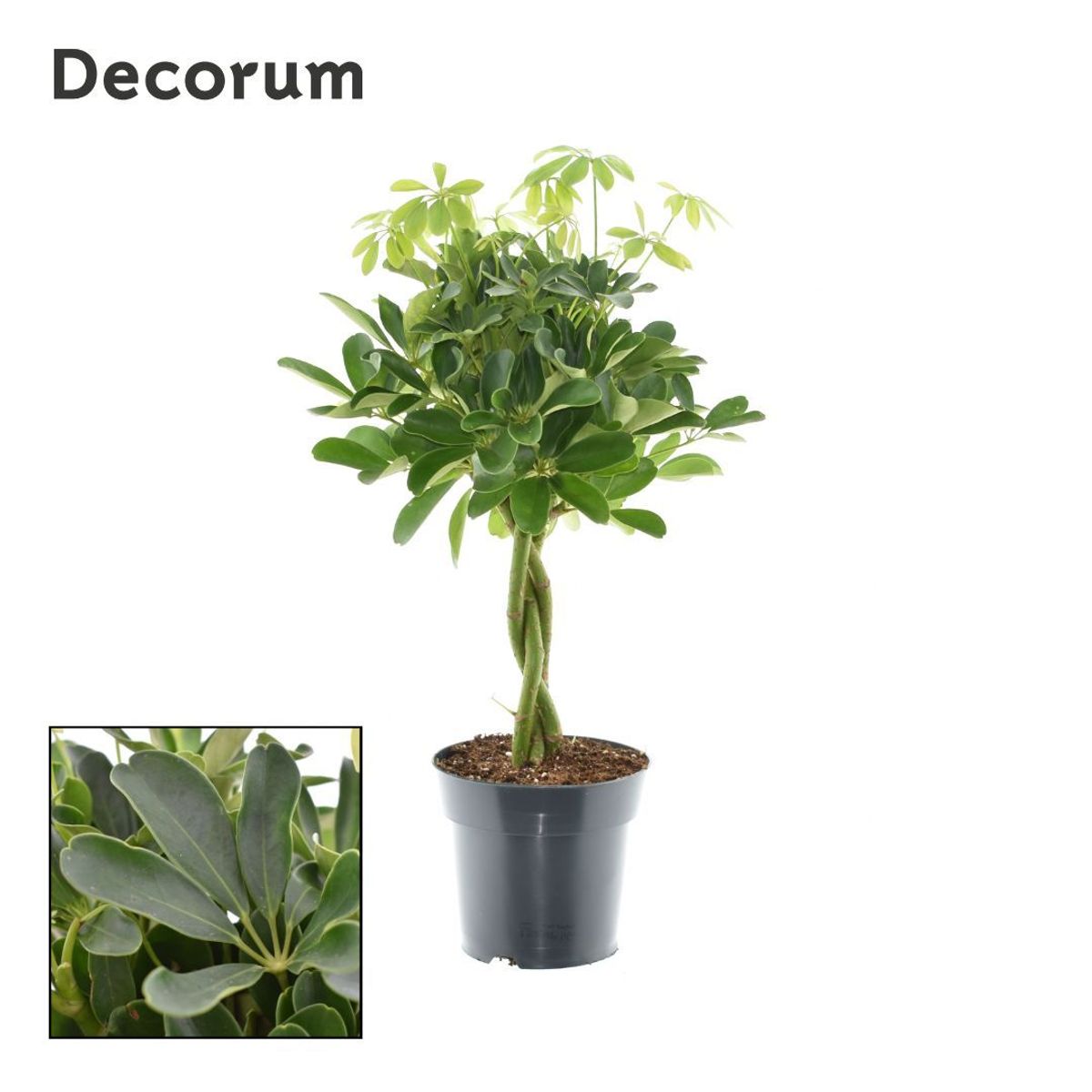 Schefflera arboricola 'Nora' — Plant Wholesale FlorAccess