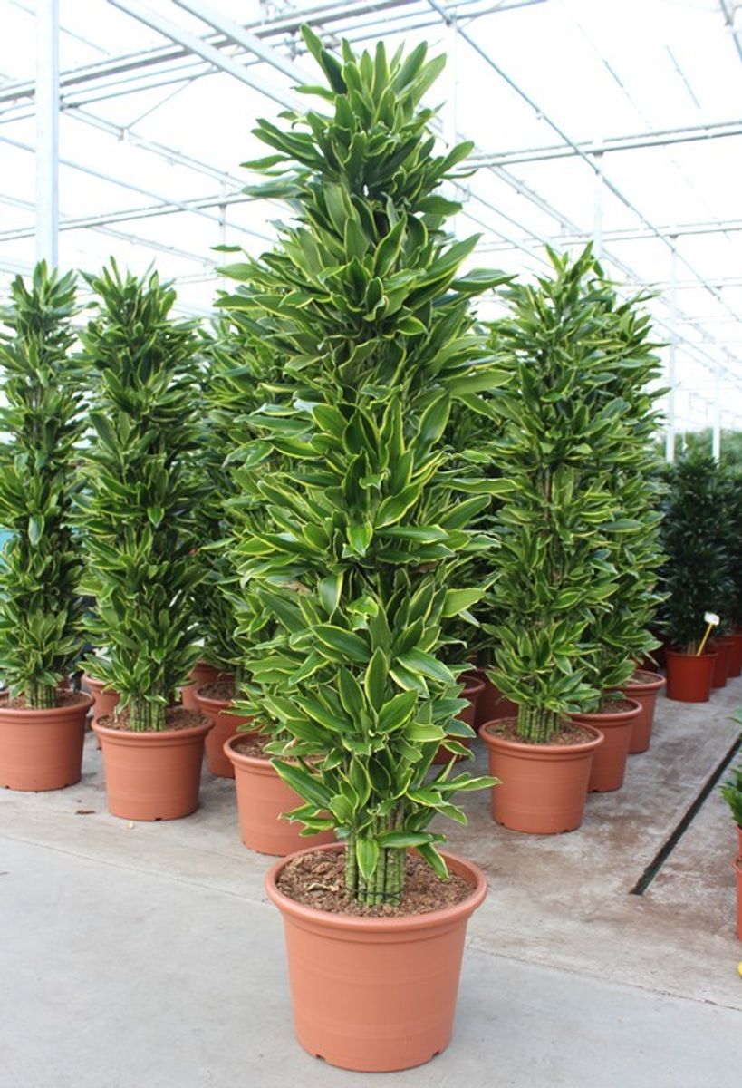 Dracaena fragrans 'Golden Coast' — Plant Wholesale FlorAccess