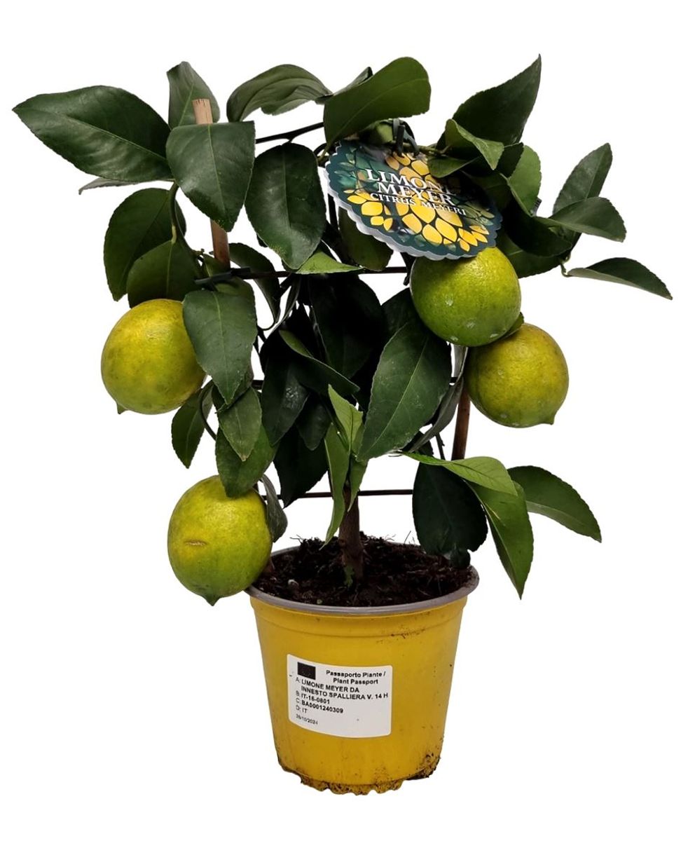 Citrus x meyeri 'Meyer' — Plant Wholesale FlorAccess