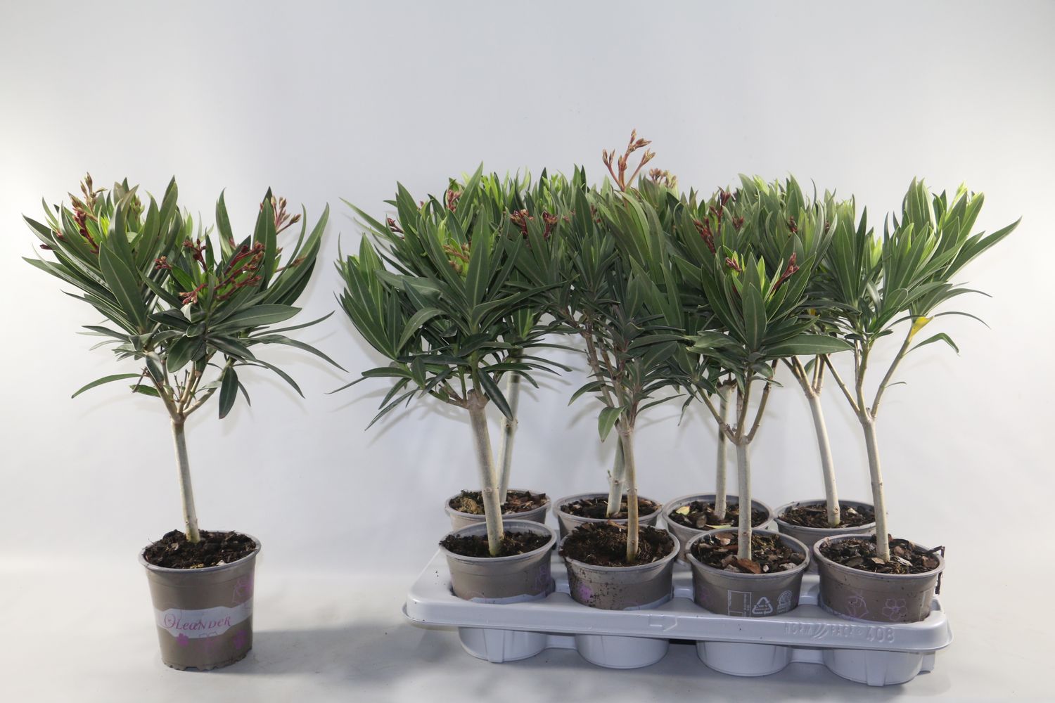 Nerium oleander MIX — Plant Wholesale FlorAccess