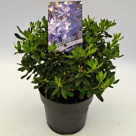 Rhododendron 'Night Sky' — Pflanzengroßhandel FlorAccess