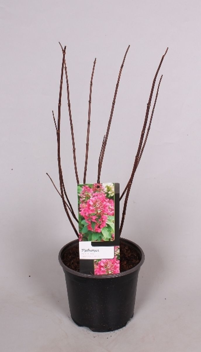 Hydrangea paniculata MAGICAL FIRE — Рослини оптом FlorAccess