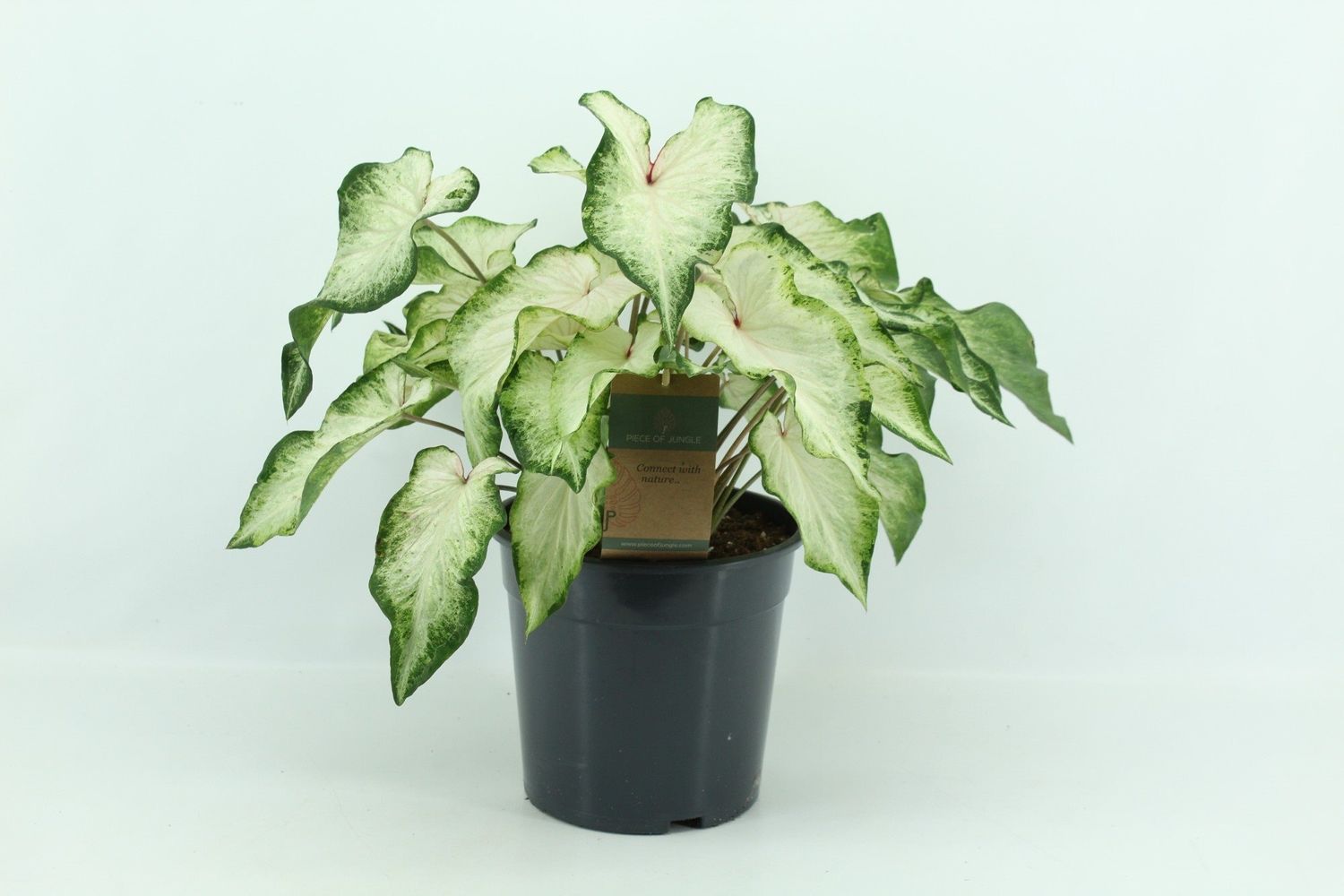 Caladium 'White Wing' — Рослини оптом FlorAccess