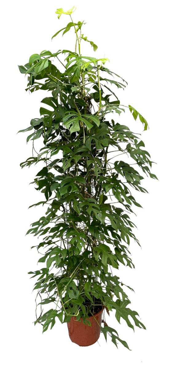 Monstera minima — Plant Wholesale FlorAccess