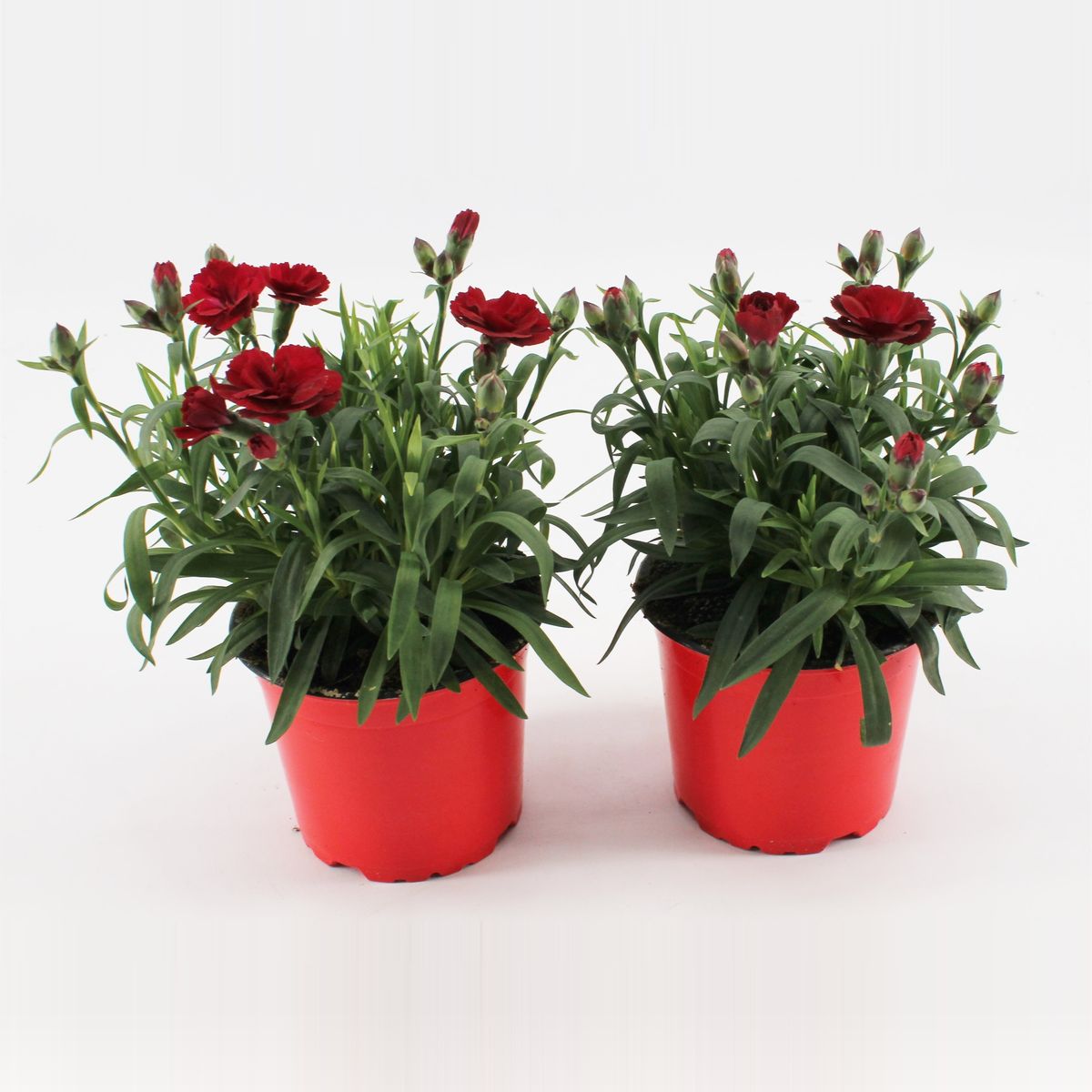 Dianthus OSCAR DARK RED — Plant Wholesale FlorAccess