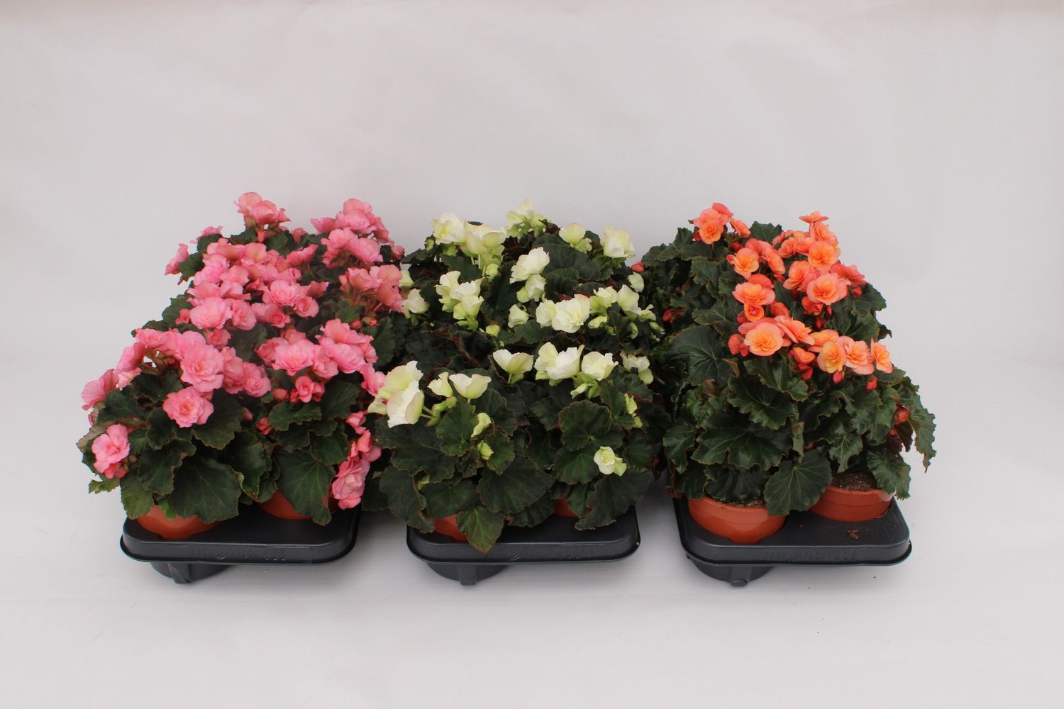 Begonia MIX — Plant Wholesale FlorAccess