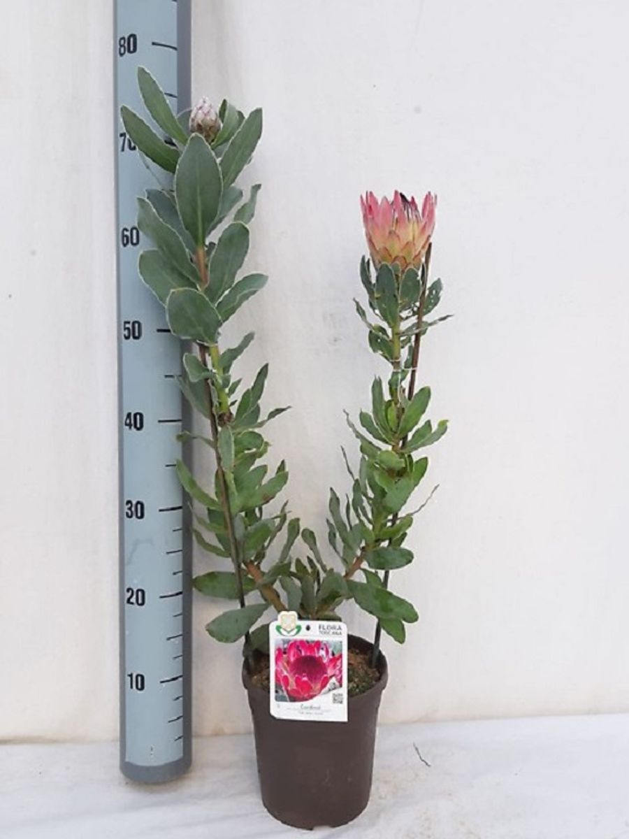 Protea 'Cardinal' — Рослини оптом FlorAccess