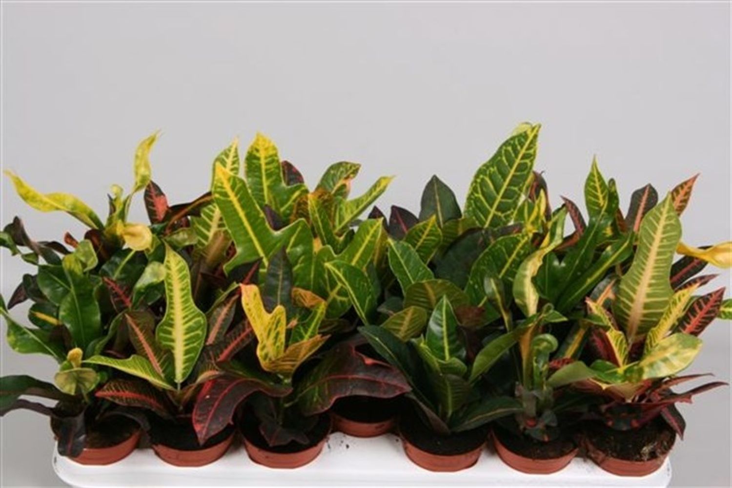 Codiaeum MIX — Plant Wholesale FlorAccess