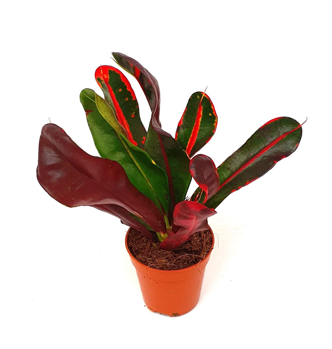 Codiaeum variegatum 'Mammi' — Plant Wholesale FlorAccess