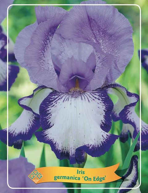 Iris 'On Edge' — Mayorista de plantas FlorAccess
