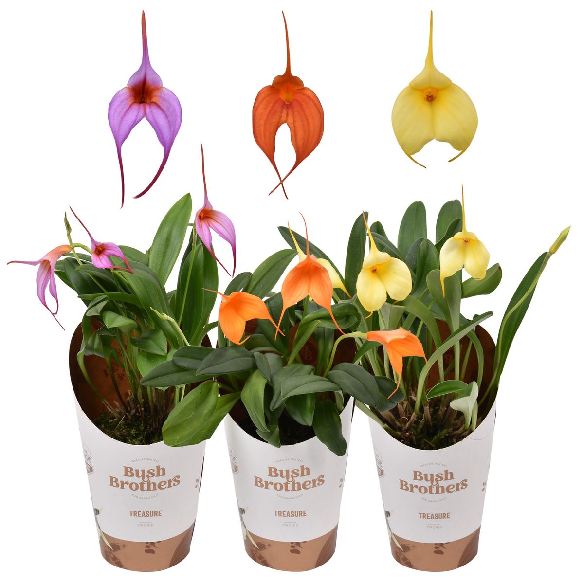 Masdevallia MIX — Plant Wholesale FlorAccess
