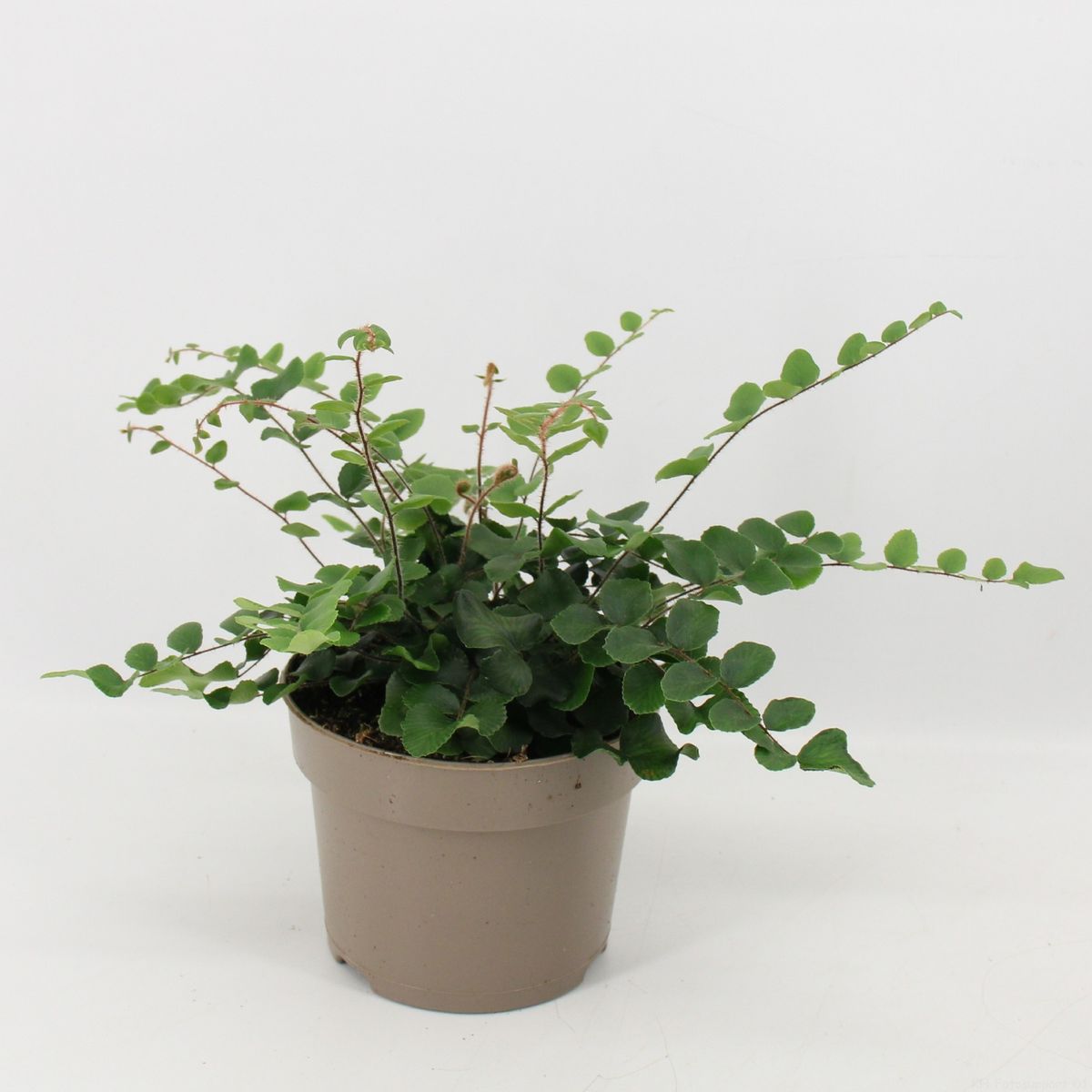 Pellaea rotundifolia — Plant Wholesale FlorAccess