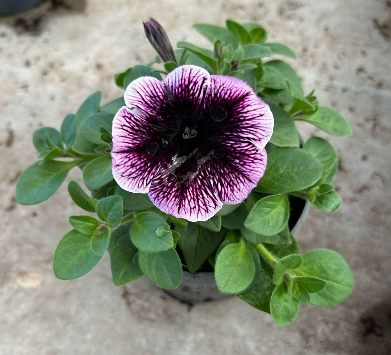 Petunia FAMOUS VIOLET DARK EYE — Plant Wholesale FlorAccess