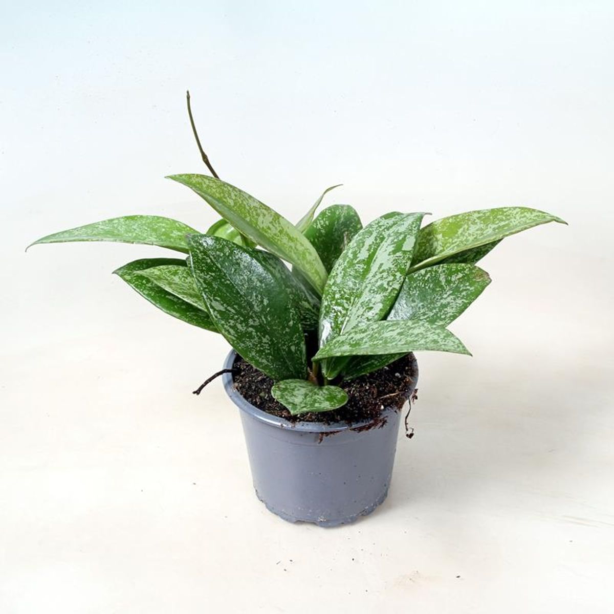 Hoya pubicalyx 'Silver Spot' — Plant Wholesale FlorAccess