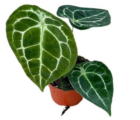 Anthurium forgetii SILVER — Plant Wholesale FlorAccess