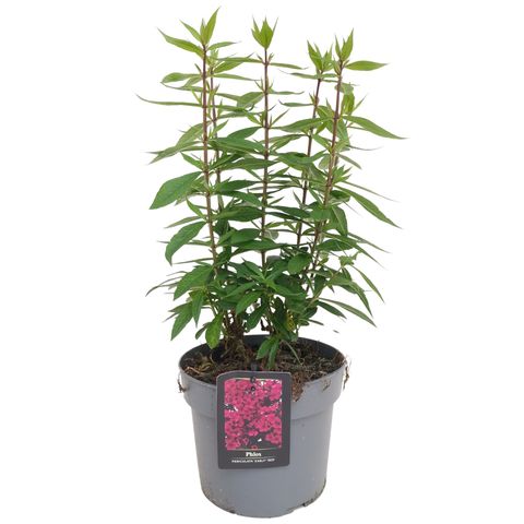 Phlox 'Early Red' — Plant Wholesale FlorAccess