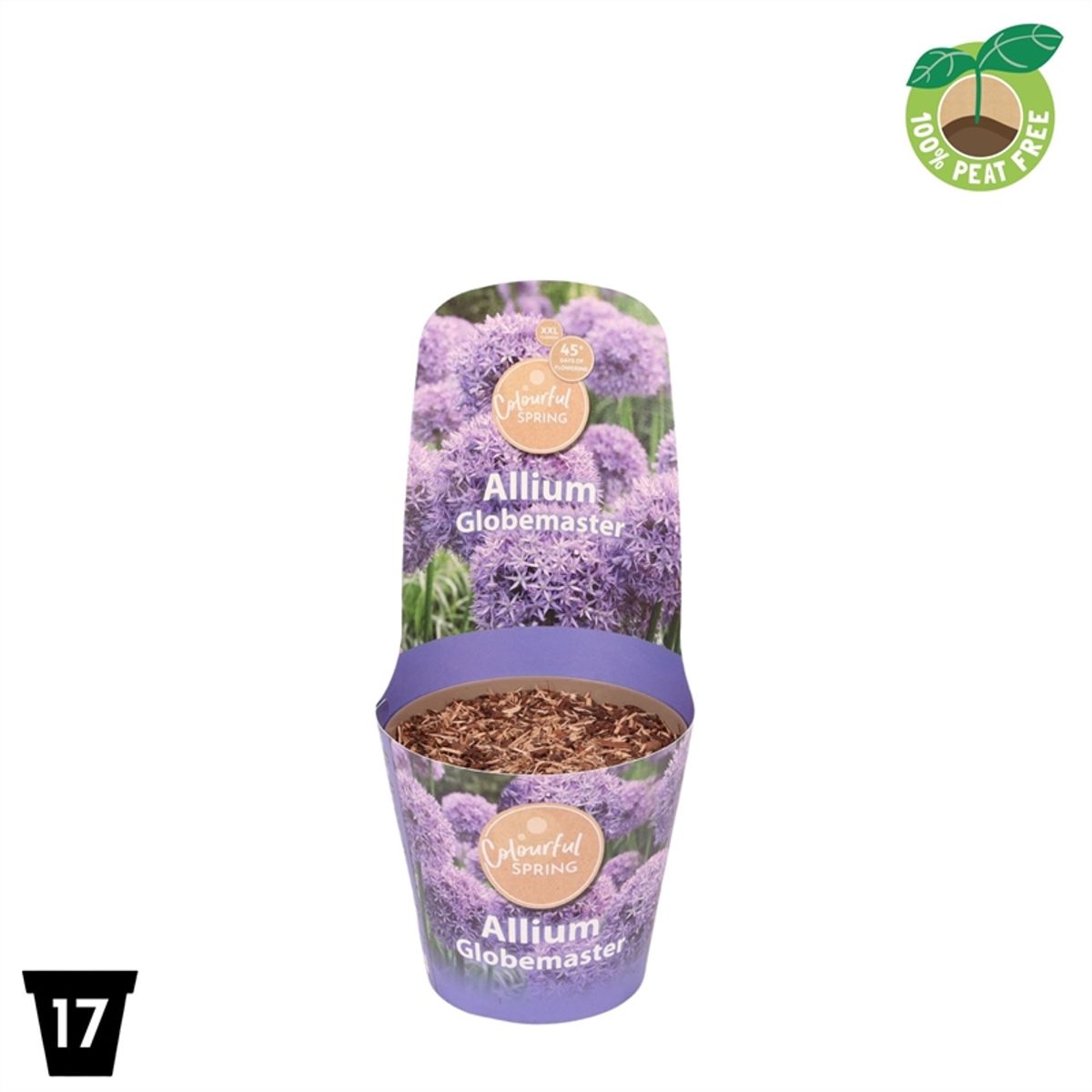 Allium 'Globemaster' — Рослини оптом FlorAccess