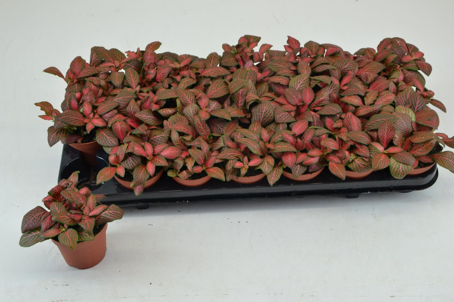 Fittonia verschaffeltii 'Red Star' — Plant Wholesale FlorAccess