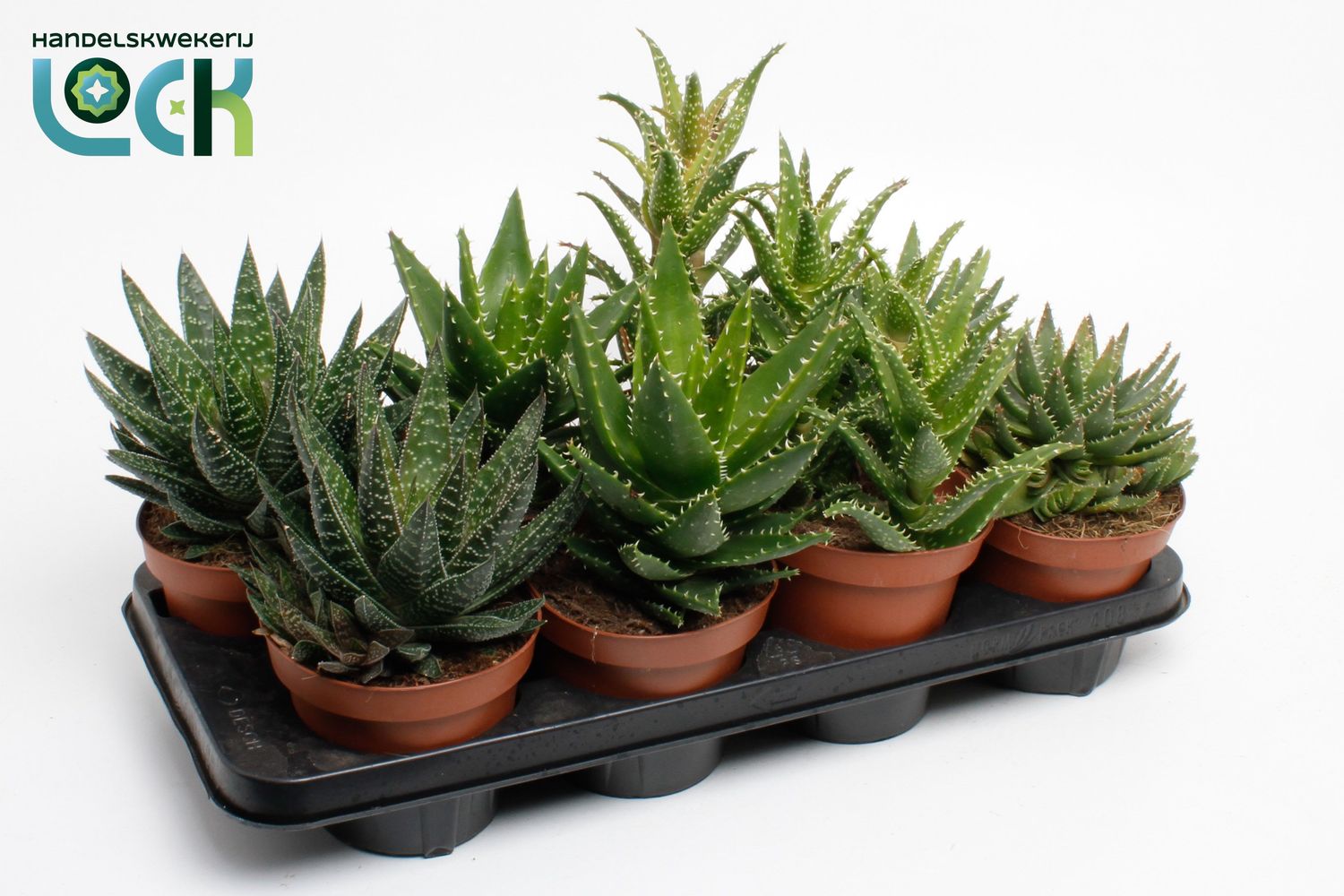 Aloe MIX — Plant Wholesale FlorAccess