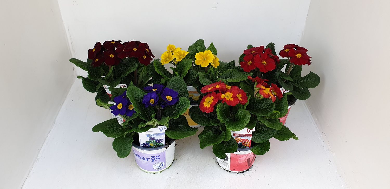 Primula INARA MIX — Plant Wholesale FlorAccess