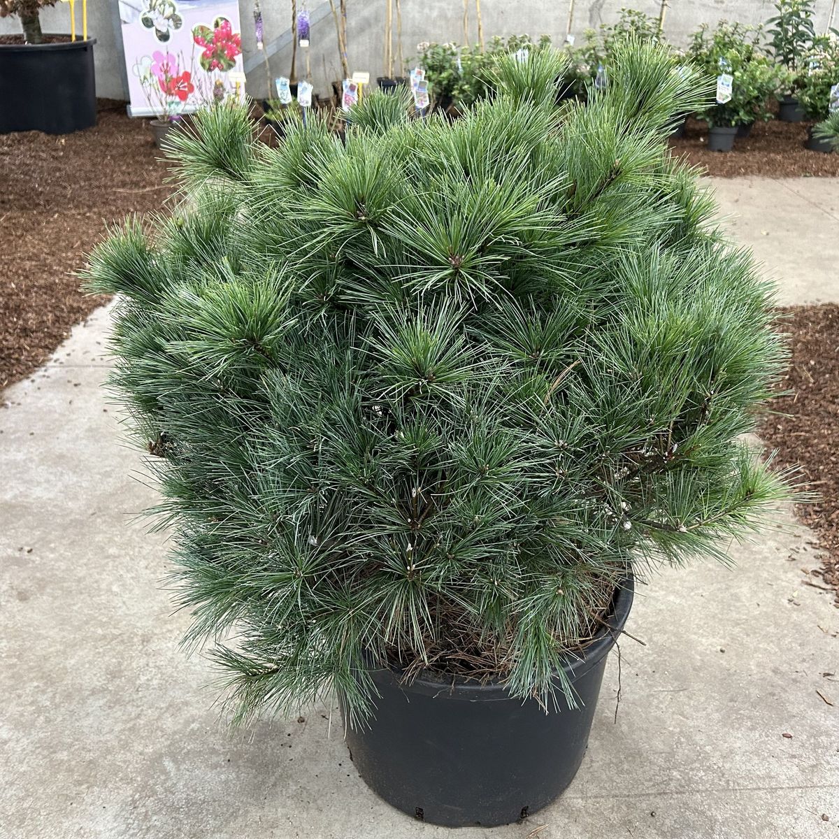 Pinus strobus 'Bergman's Mini' — Plant Wholesale FlorAccess