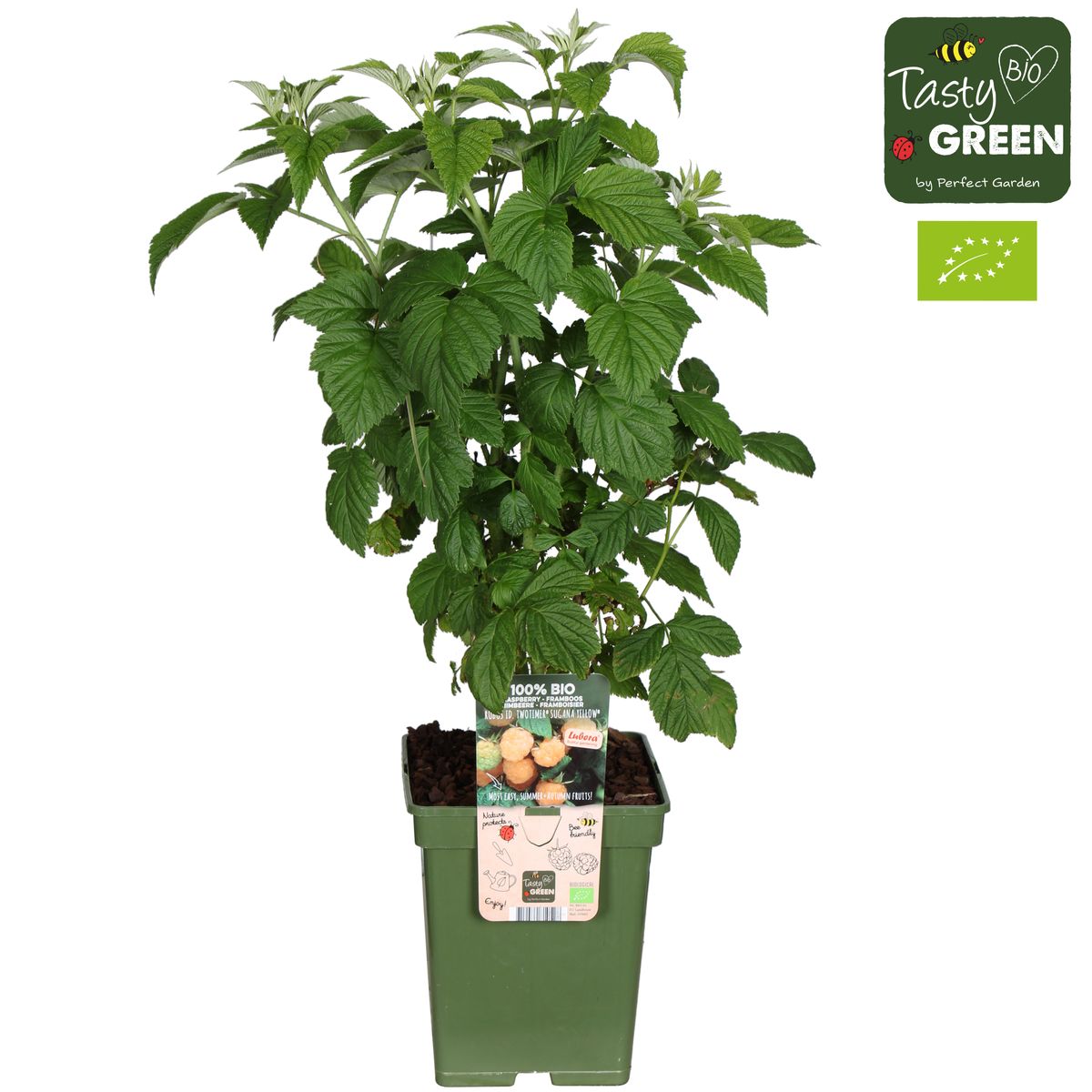 Rubus idaeus TWOTIMER SUGANA YELLOW — Plant Wholesale FlorAccess