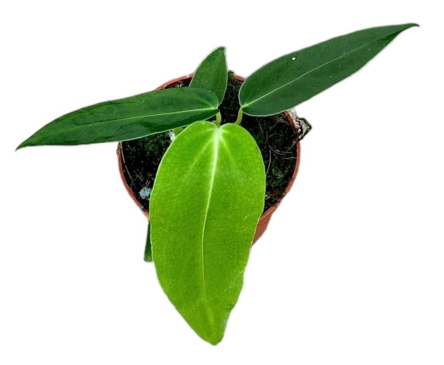 Anthurium warocqueanum x waterburyanum — Plant Wholesale FlorAccess