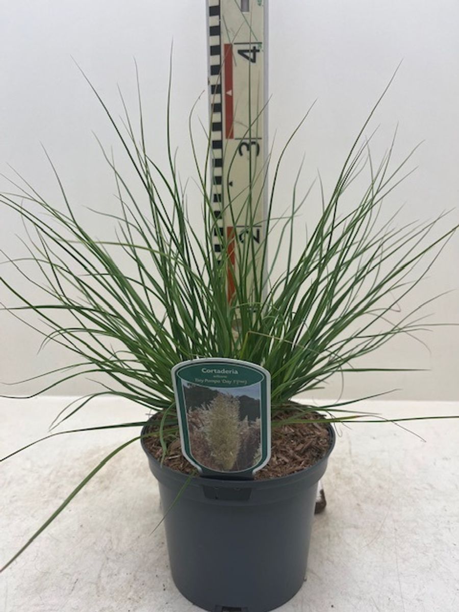 Cortaderia selloana TINY PAMPA — Plant Wholesale FlorAccess