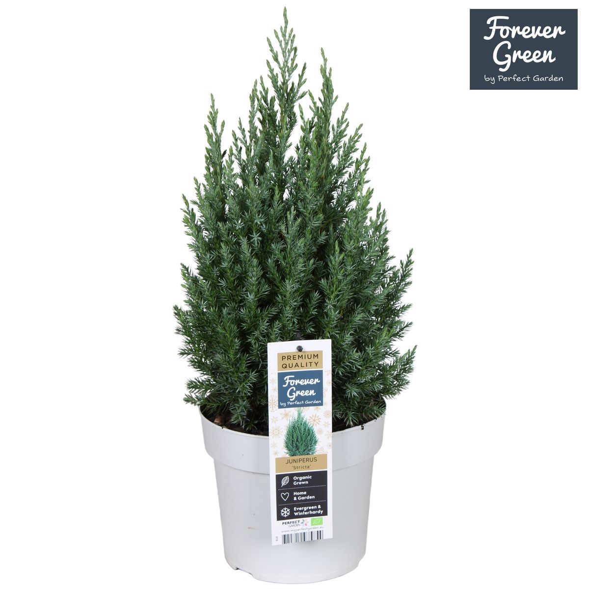 Juniperus chinensis 'Stricta' — Plant Wholesale FlorAccess