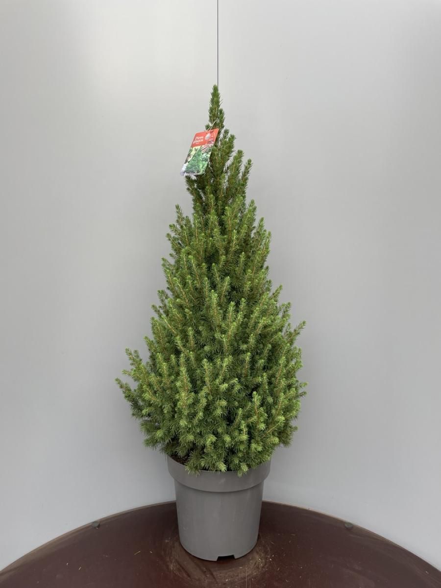 Picea glauca 'Conica' — Plant Wholesale FlorAccess