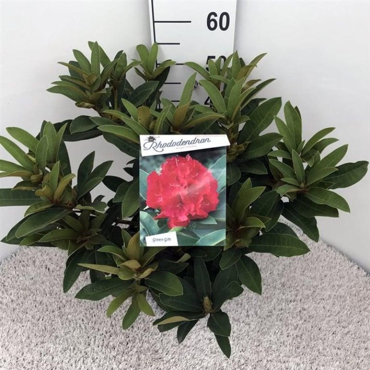 Rhododendron 'Wilgen's Ruby' — Plant Wholesale FlorAccess