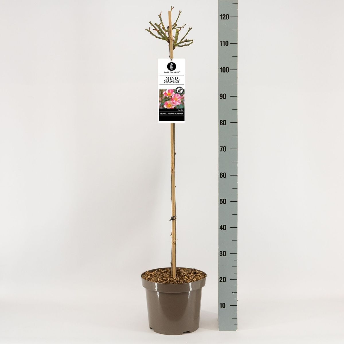 Rosa MIND GAMES — Plant Wholesale FlorAccess