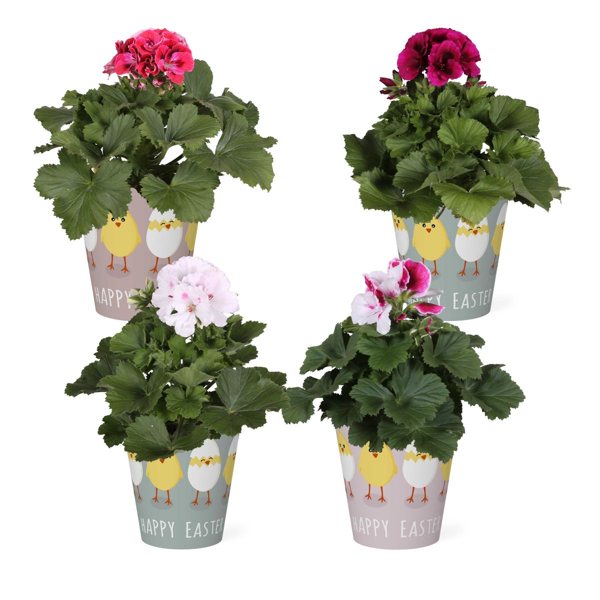 Arrangement Easter — Plant Wholesale FlorAccess
