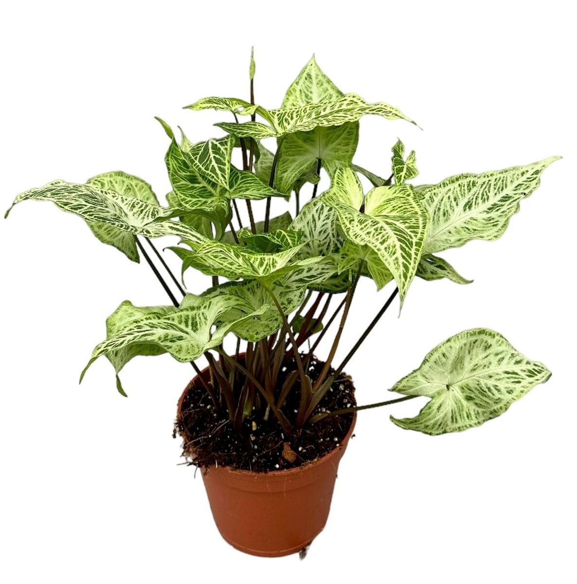 Syngonium 'Batik' — Рослини оптом FlorAccess