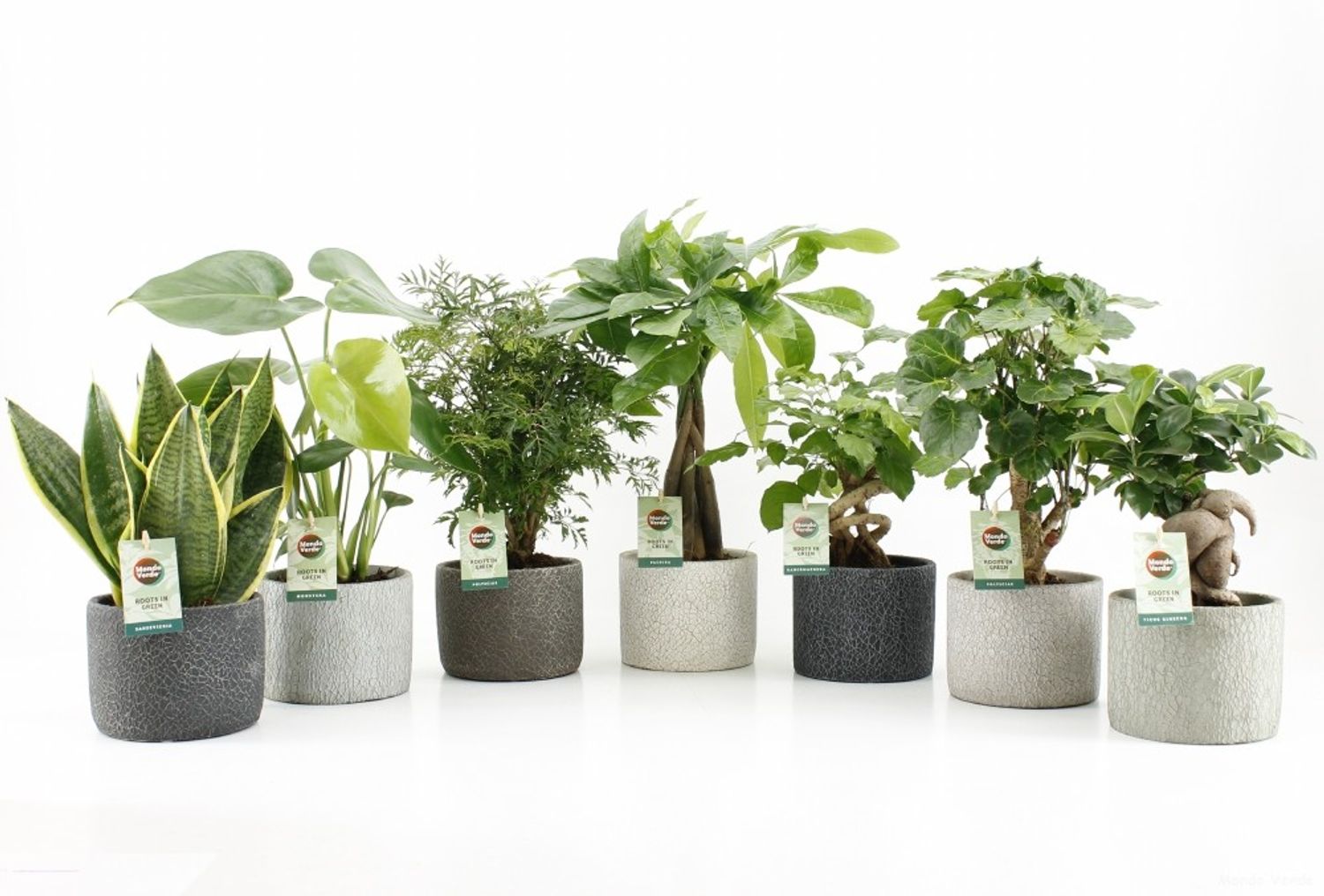 Houseplants MIX — Plant Wholesale FlorAccess