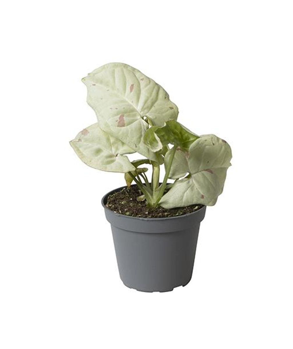 Syngonium MILK CONFETTI — Plant Wholesale FlorAccess