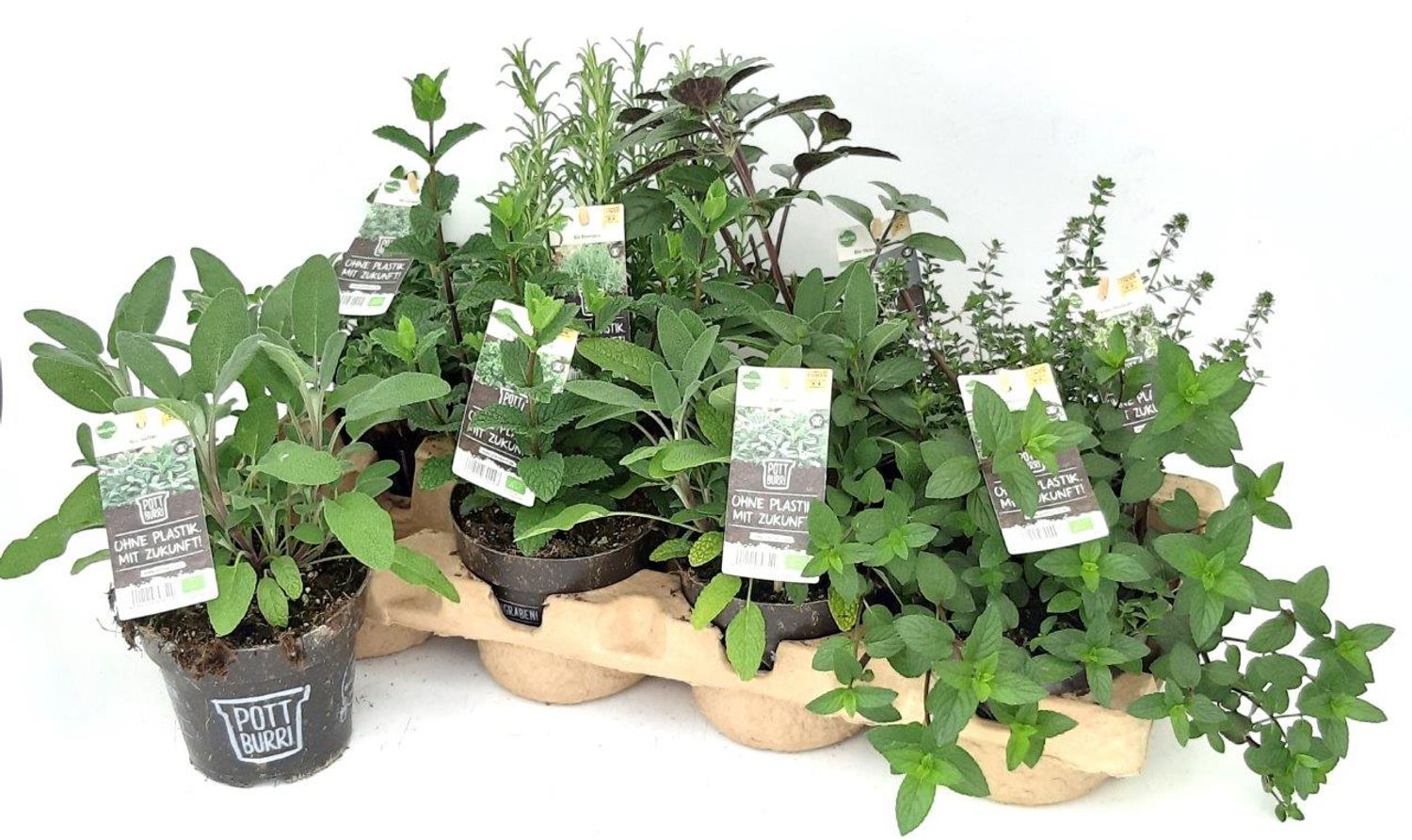 Herbs MIX — Plant Wholesale FlorAccess