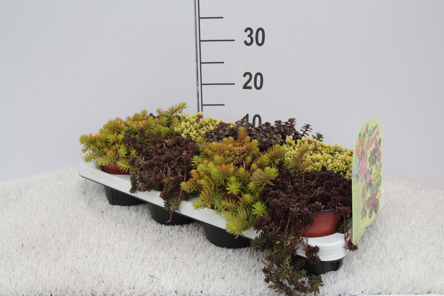 Sedum MIX — Plant Wholesale FlorAccess
