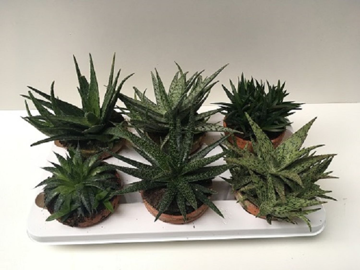 Aloe MIX — Plant Wholesale FlorAccess