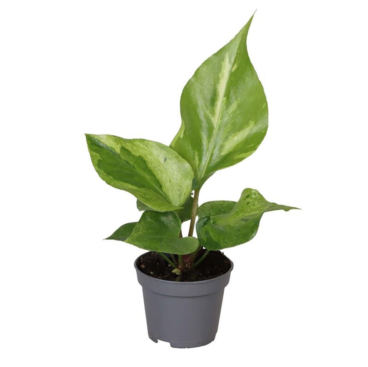 Anthurium 'Renaissance Variegata' — Plant Wholesale FlorAccess