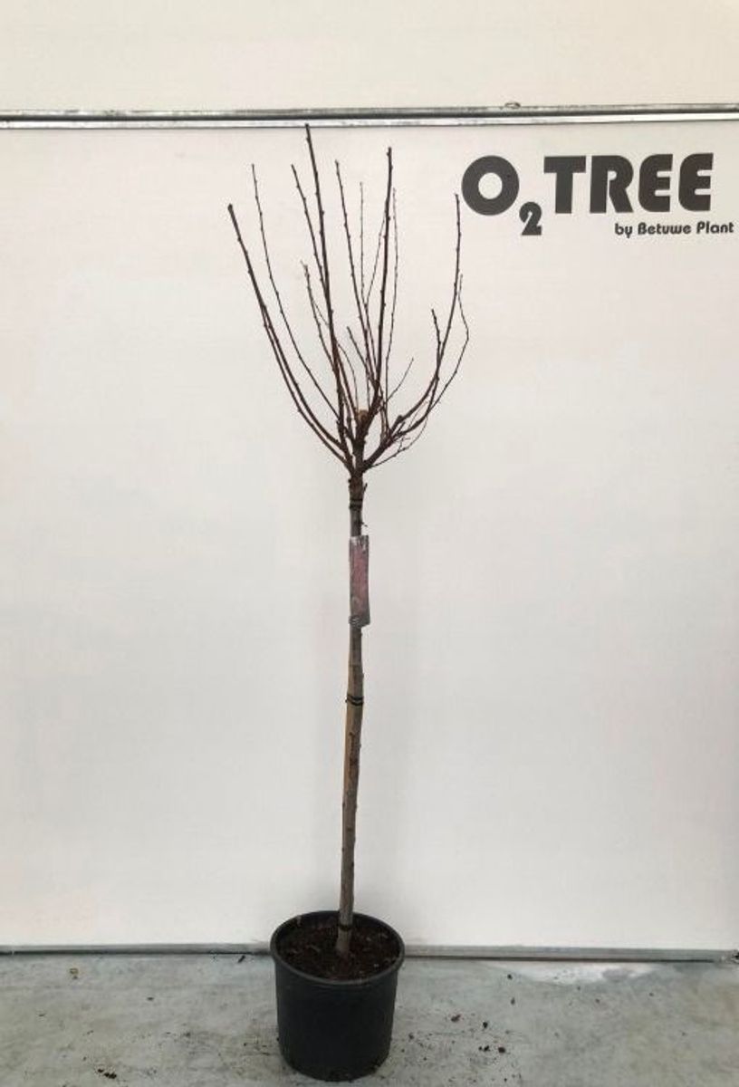 Prunus nipponica 'Brillant' — Plant Wholesale FlorAccess