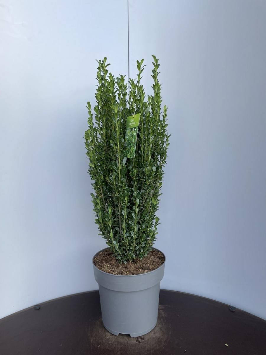 Ilex crenata 'Fastigiata' — Plant Wholesale FlorAccess